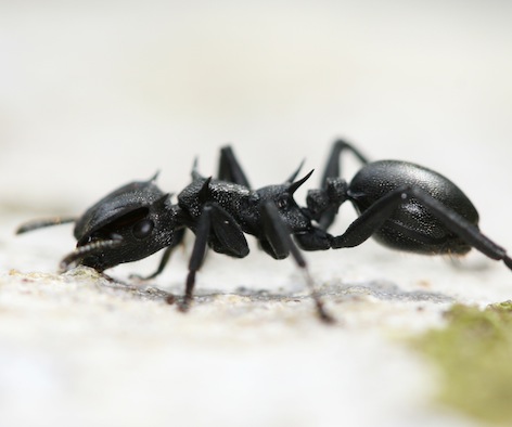 Gliding Arthropods | Canopy Arthropod Biology