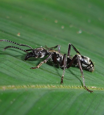 Swimming Ants | Canopy Arthropod Biology