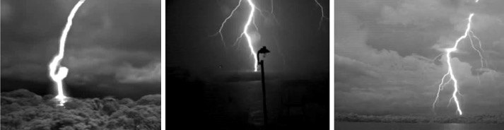 Lightning Ecology | Canopy Arthropod Biology